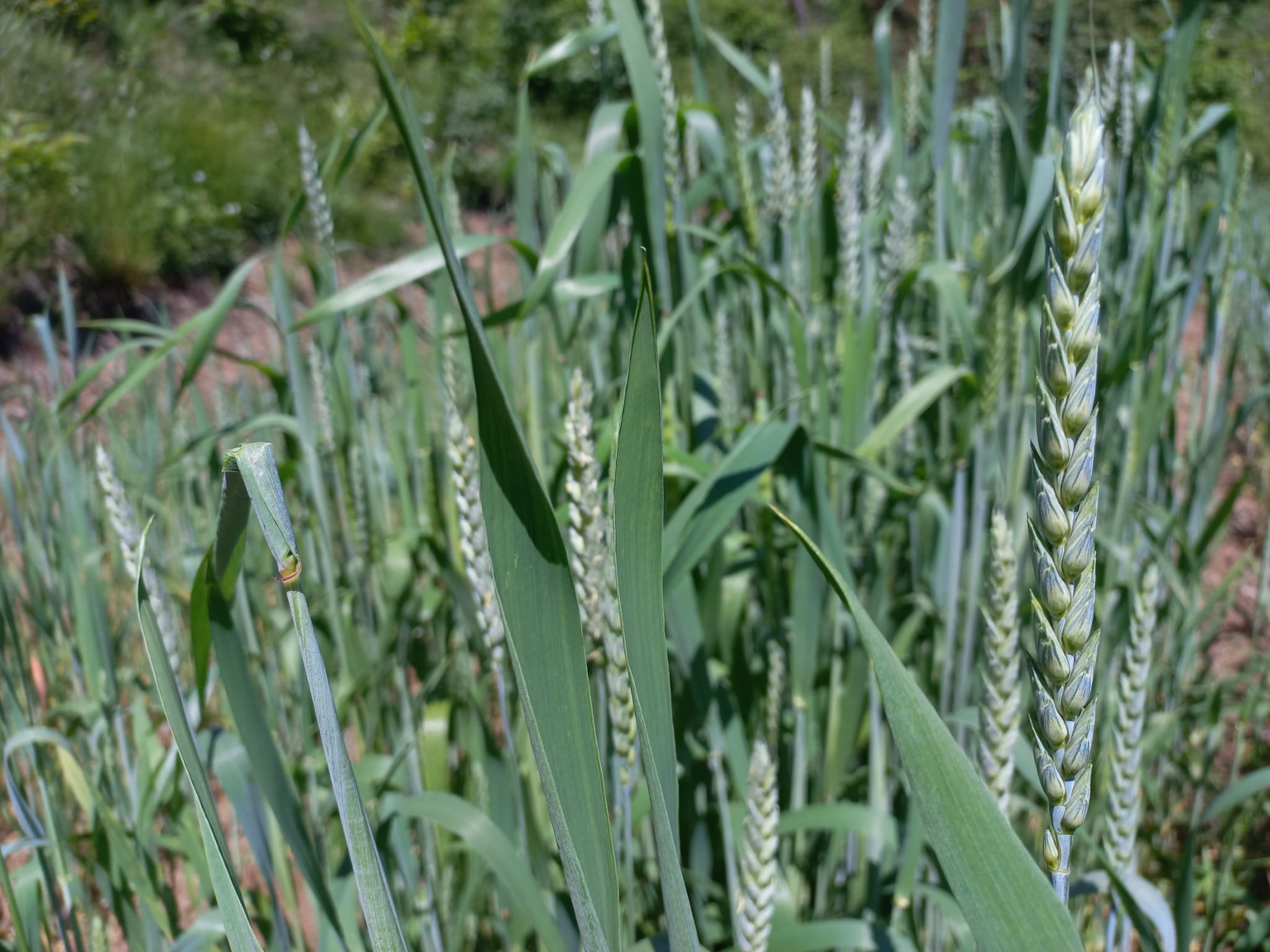 Una manciata di grano - UNISG - University of Gastronomic Sciences