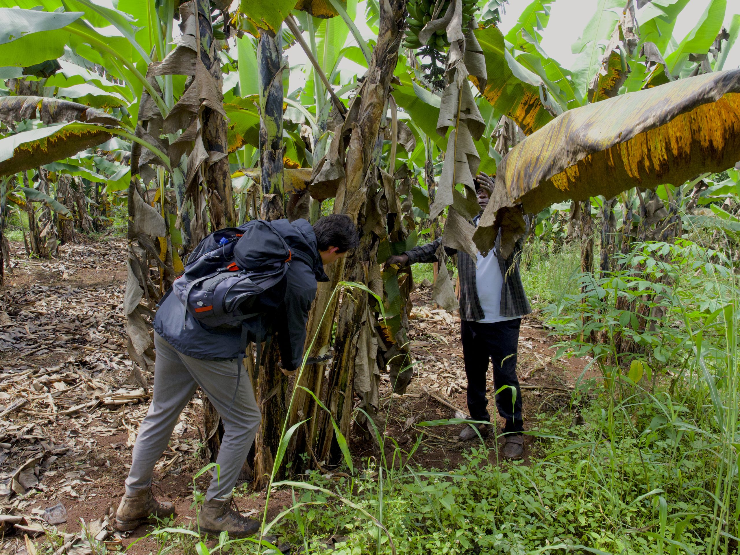 Smallholder farmers' perception of pest management and the ...